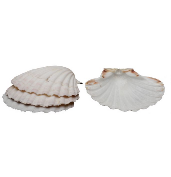 HIC 4" Natural Baking Shells - Set of 4 – The Happy Cook